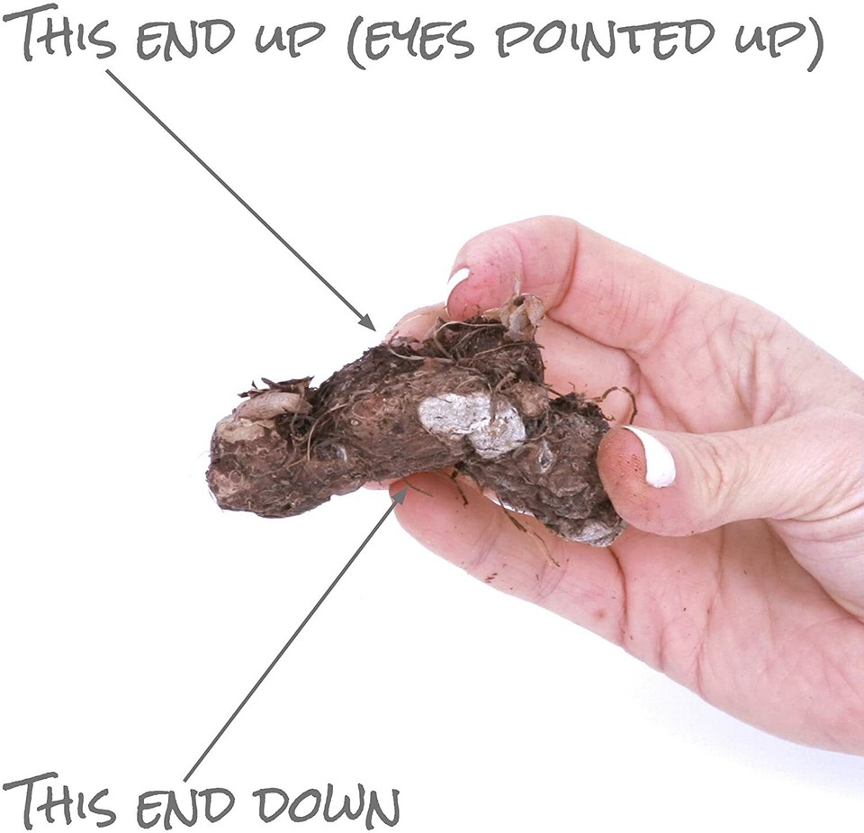 2 -Caladium Grey Ghost Bulbs | eBay