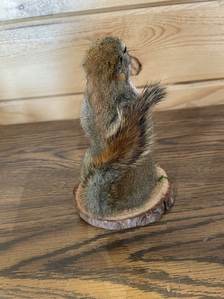 New Taxidermy Standing Squirrel Mount Novelty Decor. Very Cute! | eBay