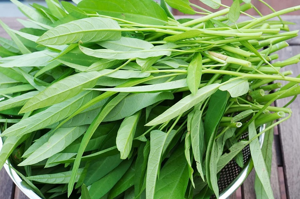 1000pcs+ Water Spinach seeds, Ong Choi seeds, Kangkong Seeds, 柳叶空心菜种子 ...