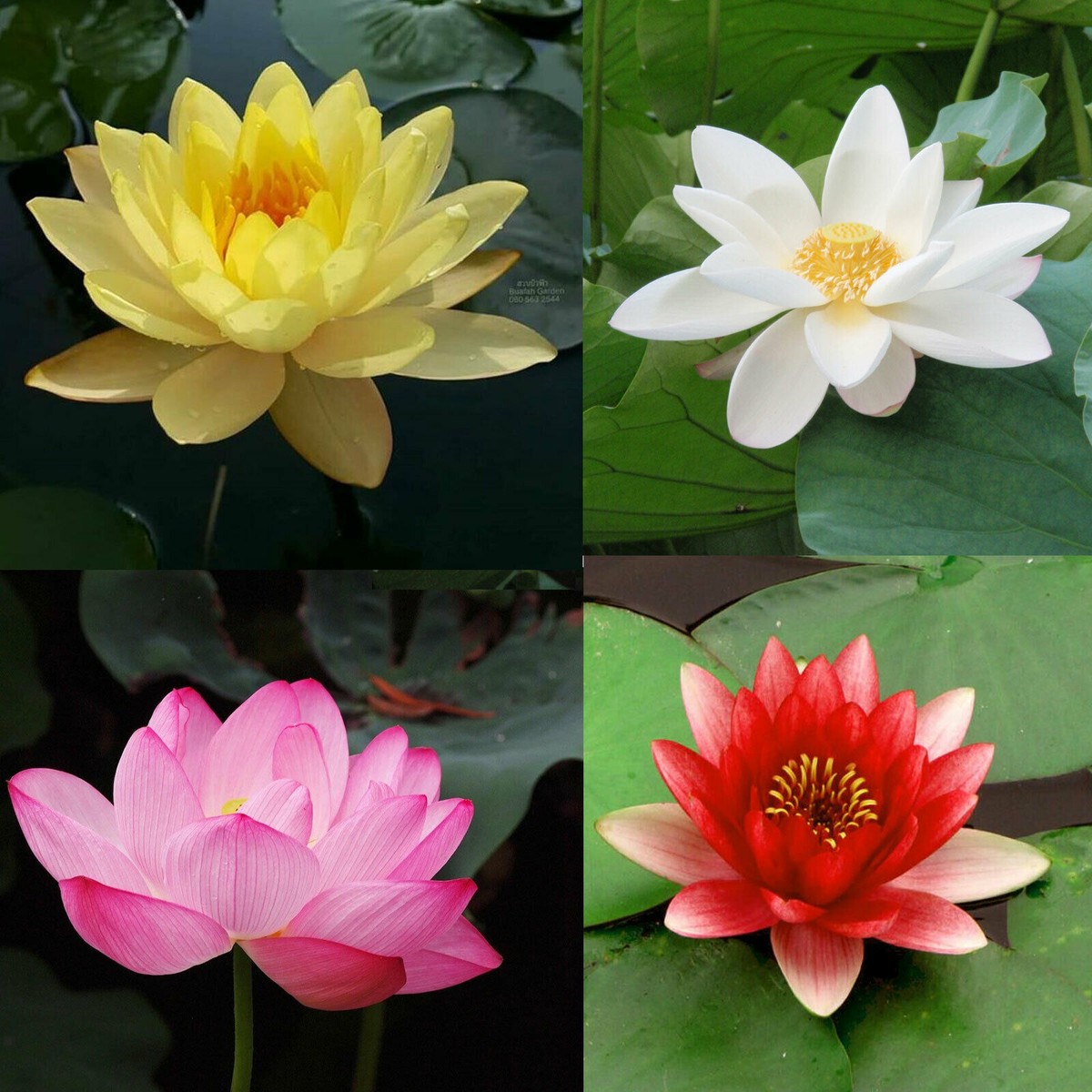 Nelumbo Nucifera