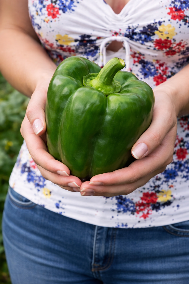 100 Heirloom Emerald Giant Pepper Seeds - Giant Sweet Green Bell Pepper ...