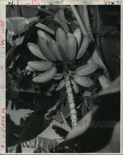 1971 Press Photo Bananas Ripening on a Tree, New Orleans, Louisiana ...