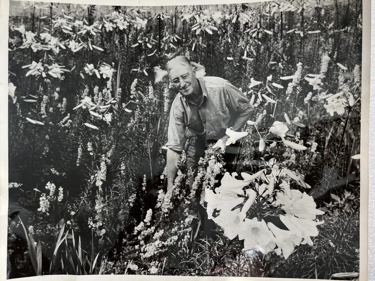 Flower Field Photography Vintage