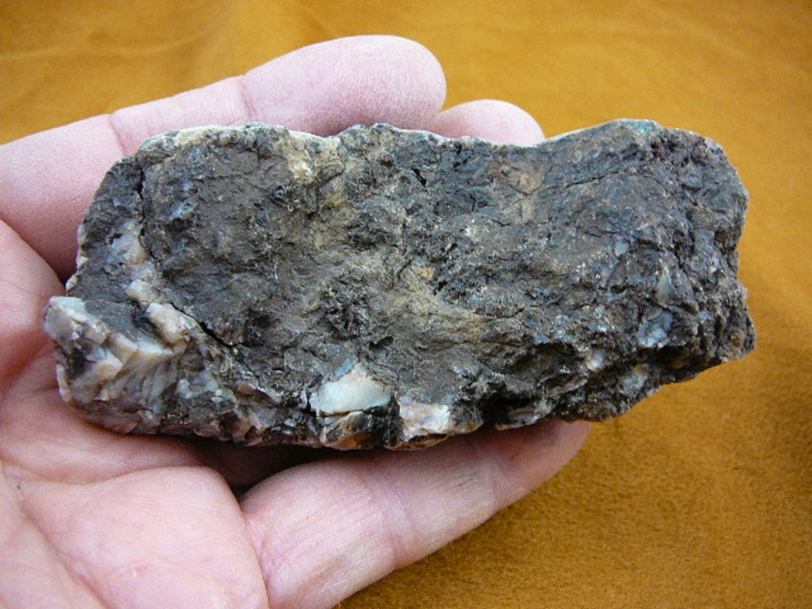 (DF702-23) 5 oz Fossil REAL DINOSAUR POOP Coprolite Dino Utah Jurassic ...