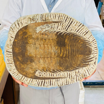 7.94lb Huge Rare Trilobite Fossil Collection Specimen Cambrian ...