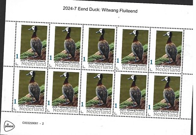 Netherlands 2024-7 Duck: Witwang Fluiteend sheetlet mnh GBr | eBay