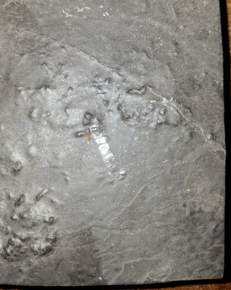 EARLY JURASSIC FOSSIL INSECT SPECIMEN NORTHERN MASSACHUSETTS MOUNT TOBY ...