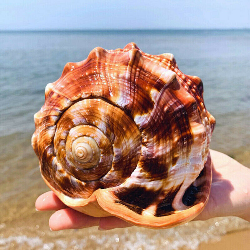 Conch Shell Photo Conch Shell Aliger Gigas, M Size – Semiphoras