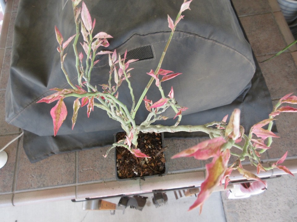 Devil's Backbone Pedilanthus Tithymaloides 5 rooted Zig Zag Redbird ...