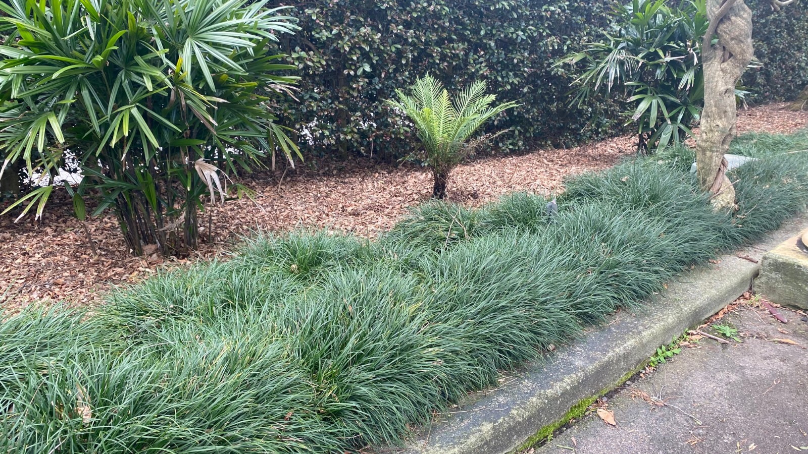 20 X Bare rooted Mondo Grass 20cm Great for pathways and garden edging ...