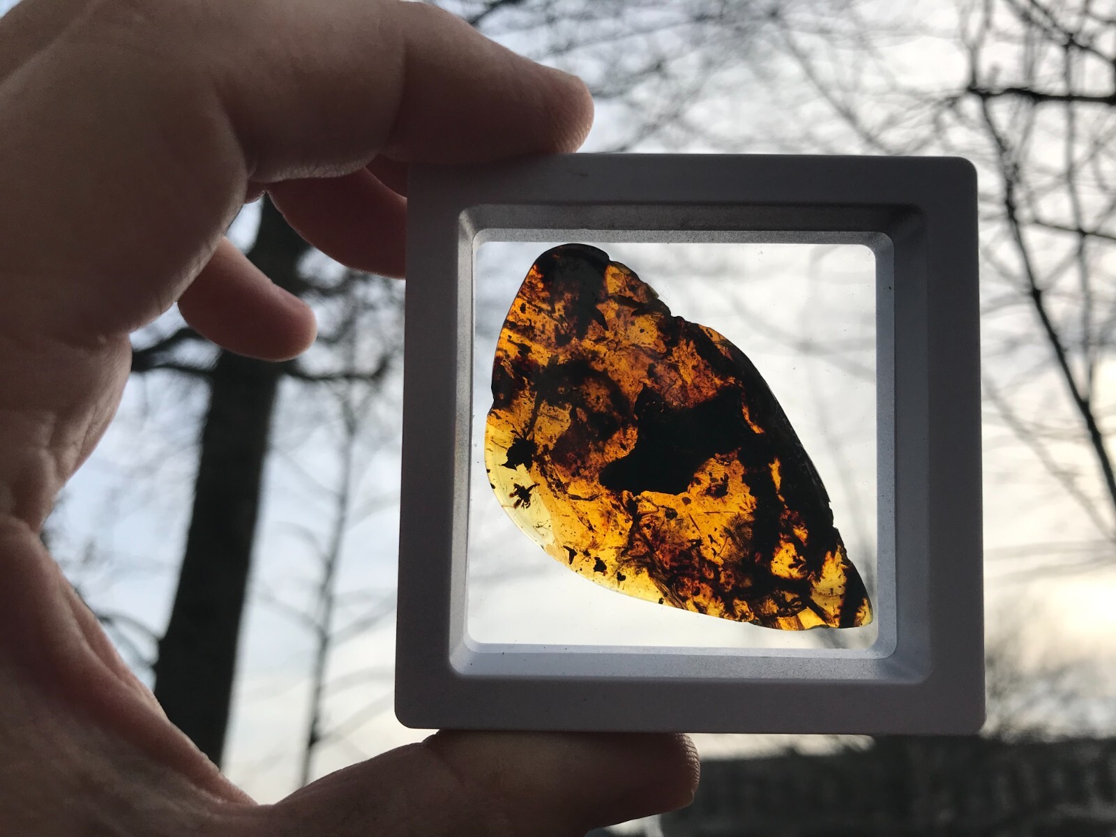 A101 BU880 Uber Rare NanoRaptor** in authentic Burmese amber Burmite ...