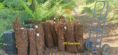 Tree fern trunks , Dicksonia antarctica x 2ft tall . | eBay Australia