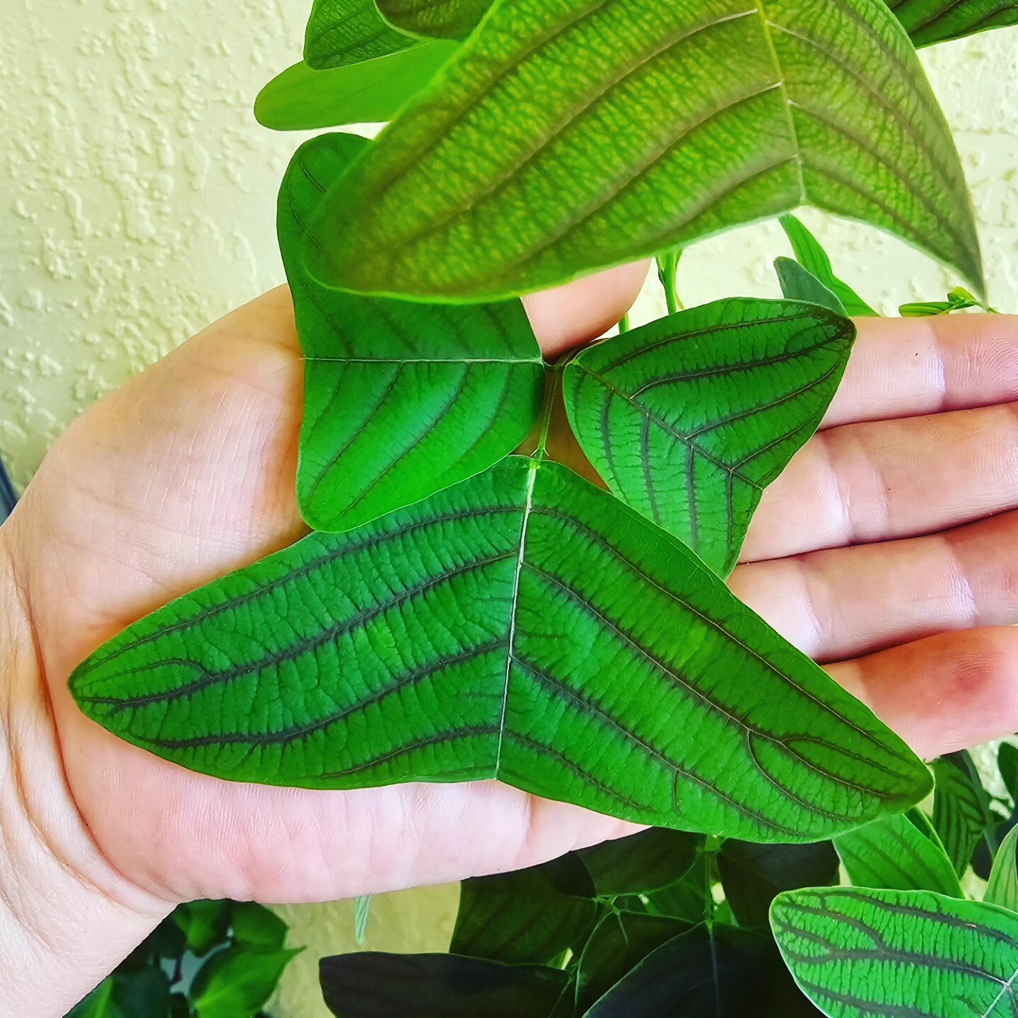 Organic Christia Obcordata Butterfly Wing Plant Swallowtail 10 SEEDS | eBay