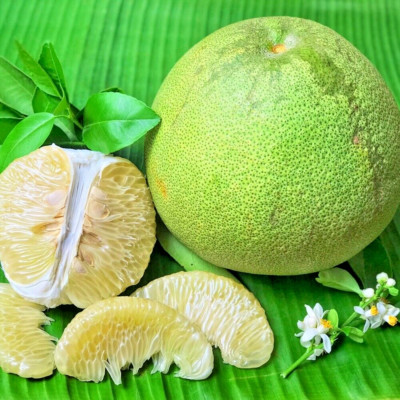 Pomelo Grafted Plant Pummelo Pumelo Fruit Tree Tropical Tall 24 inchs ...