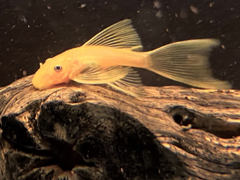 LONG FIN L144 PLECO 1"+ Combo (6 Pack) Super Red! Green Dragon! Blue ...