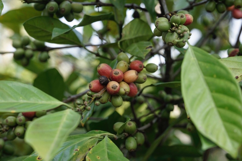 Tiger Espresso Roast - Batu Pahat Premium Single Origin Liberica | eBay