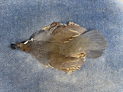 Fly Tying Materials - Partridge Feathers