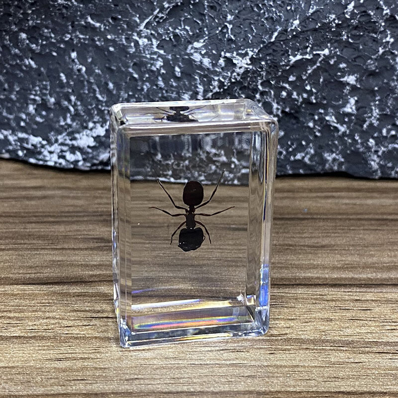20 Pcs Insect in Resin Specimen Bugs Collection Paperweights Arachnid ...