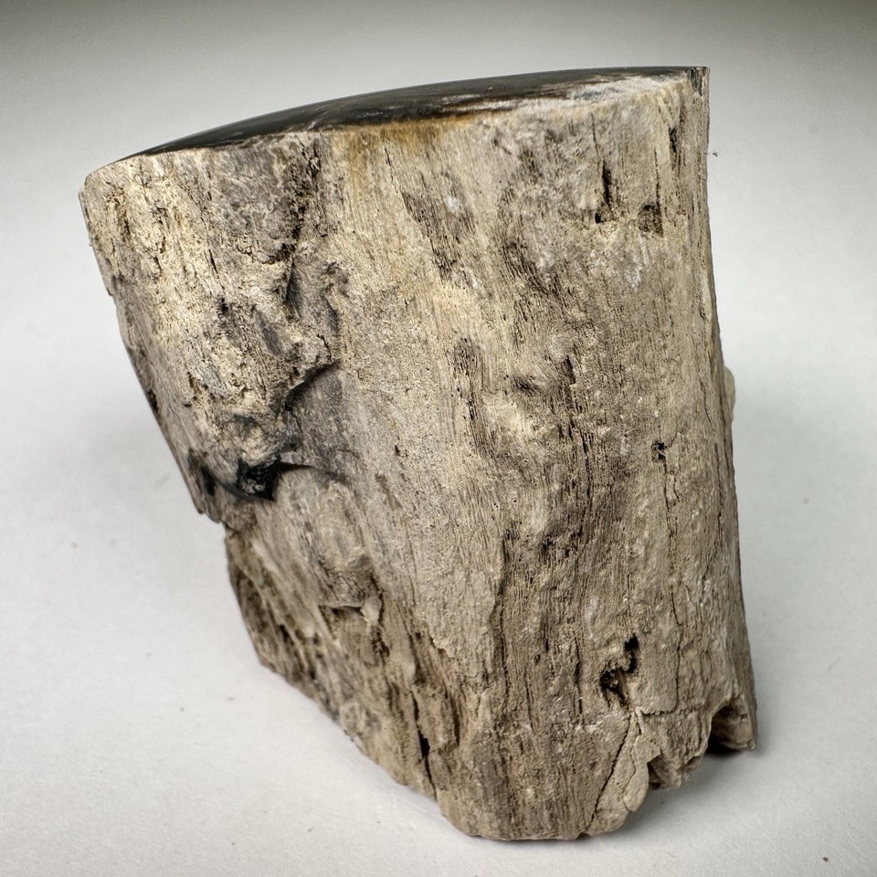 Eden Valley Petrified Wood Blue Forest Wyoming Polished Limb Botryoidal ...