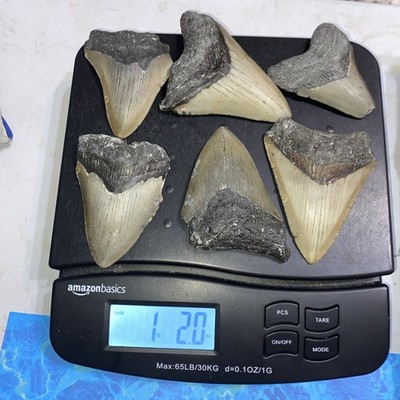 MEGALODON SHARK TEETH 1 POUND FRAGS TEETH MEG SCUBA DIVER DIRECT FOSSIL ...