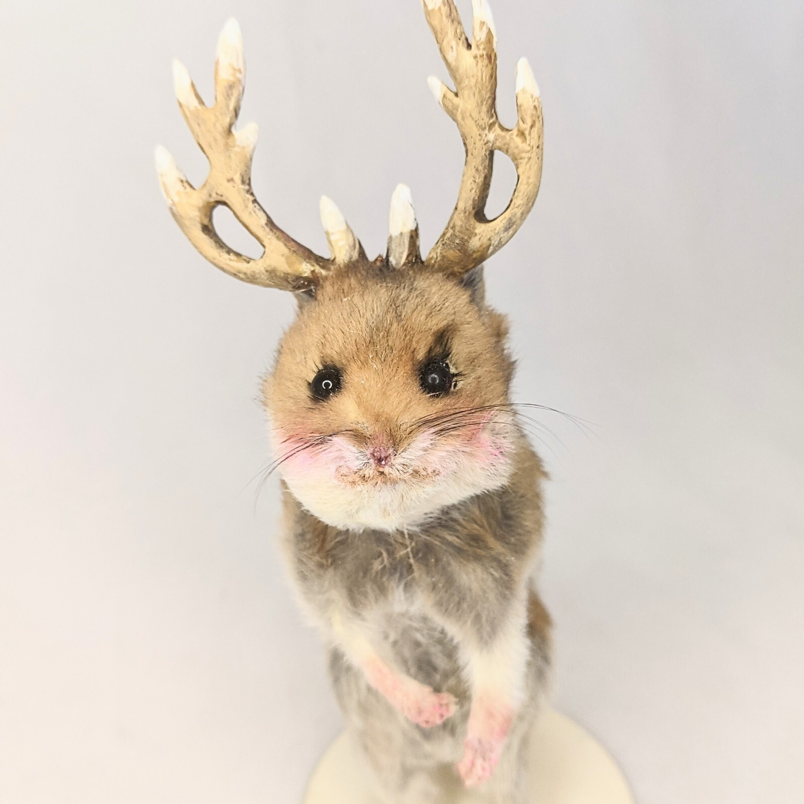 Taxidermy Rodent w/ Antlers Cryptozoology Creature Rat Or Mouse Made to ...