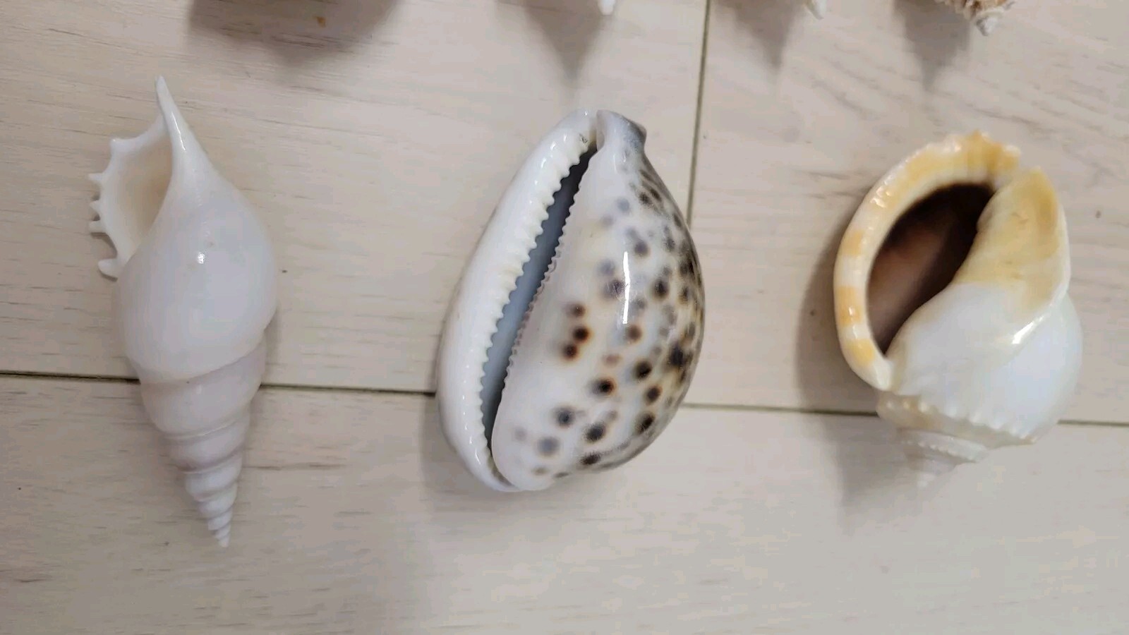 Lot of Seashells. Various rare beautiful specimens. | eBay