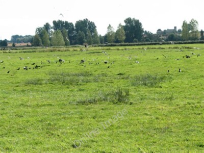 Photo 6x4 View across pastures in the Hardley Marshes Cantley/TG3803 ...