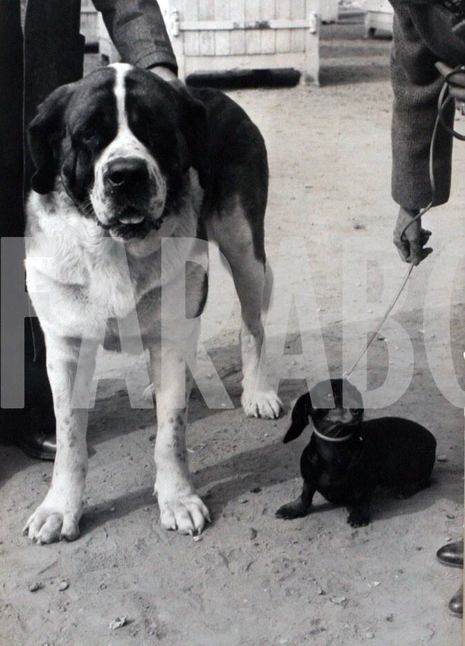 St Bernard Basset Hound Mix