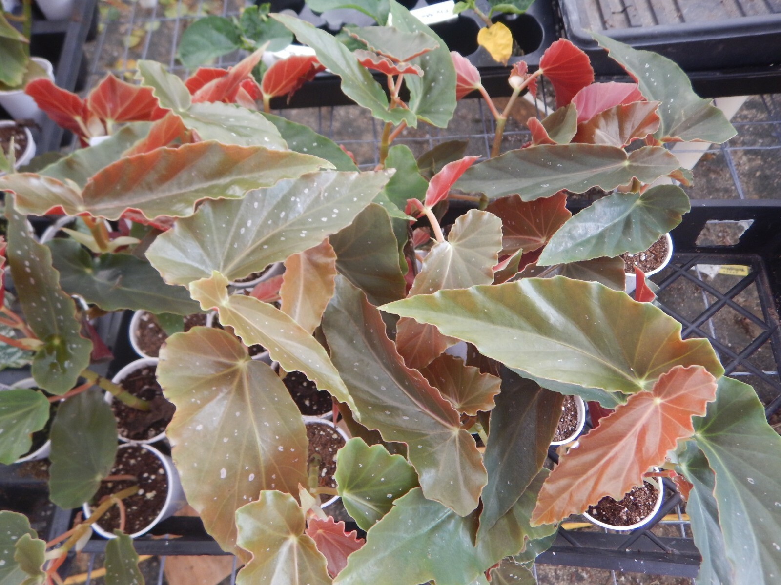 Angelwing Begonia "Torch Red" Well Rooted Starter Plant***SHIPS WITHOUT ...