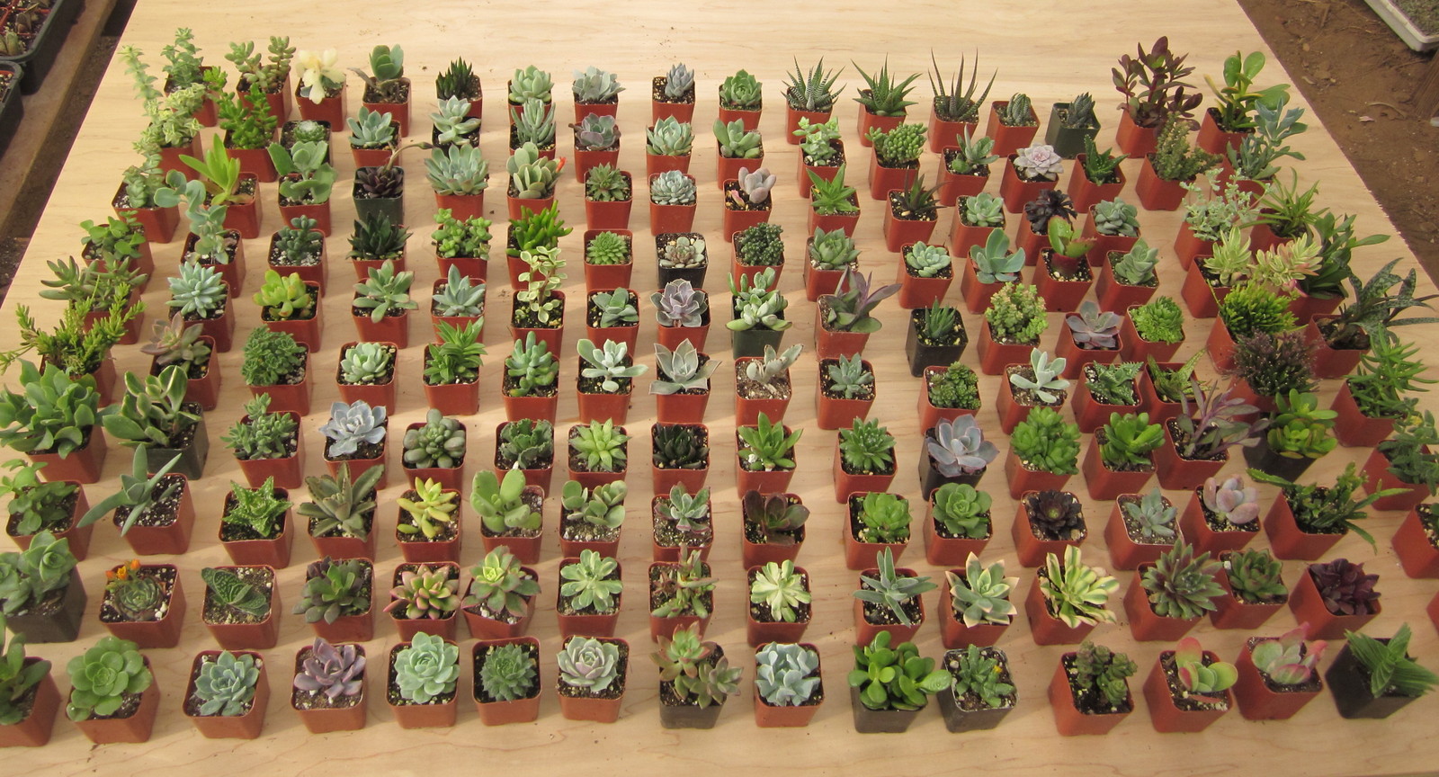 2" Misc. Combination Mix 20pc. Plastic container | eBay