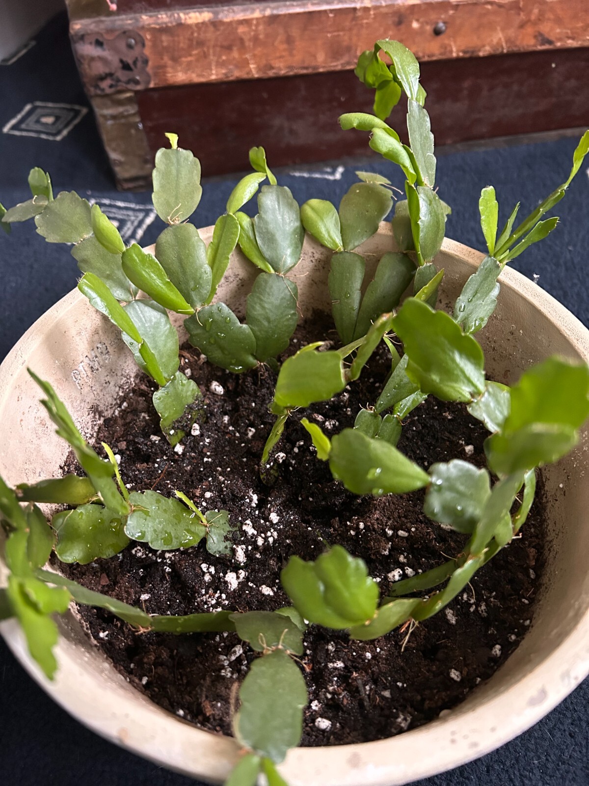 True Christmas Cactus Plant 🌺 Schlumbergera Buckleyi 🌺 Bare Root Ready ...