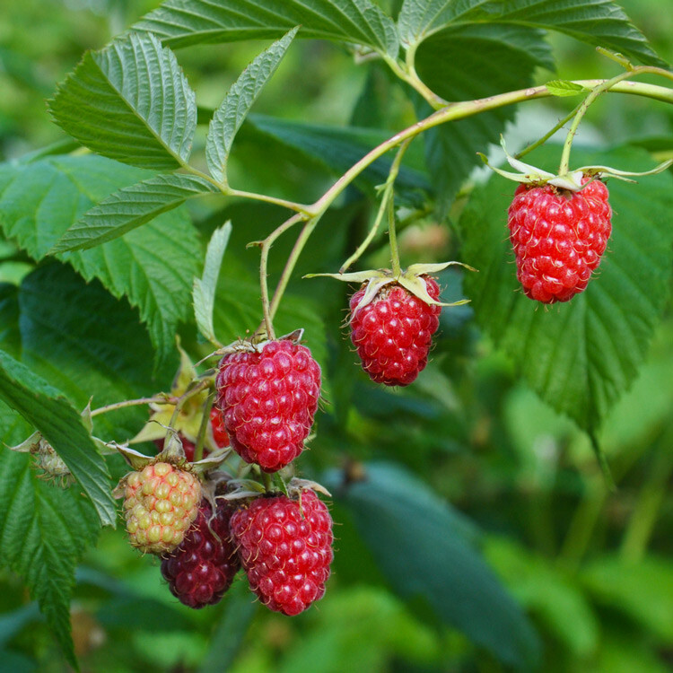 Coho Red Raspberry ( rubus ) - Starter Plant ( 5L ) ( 1 live plant ) | eBay
