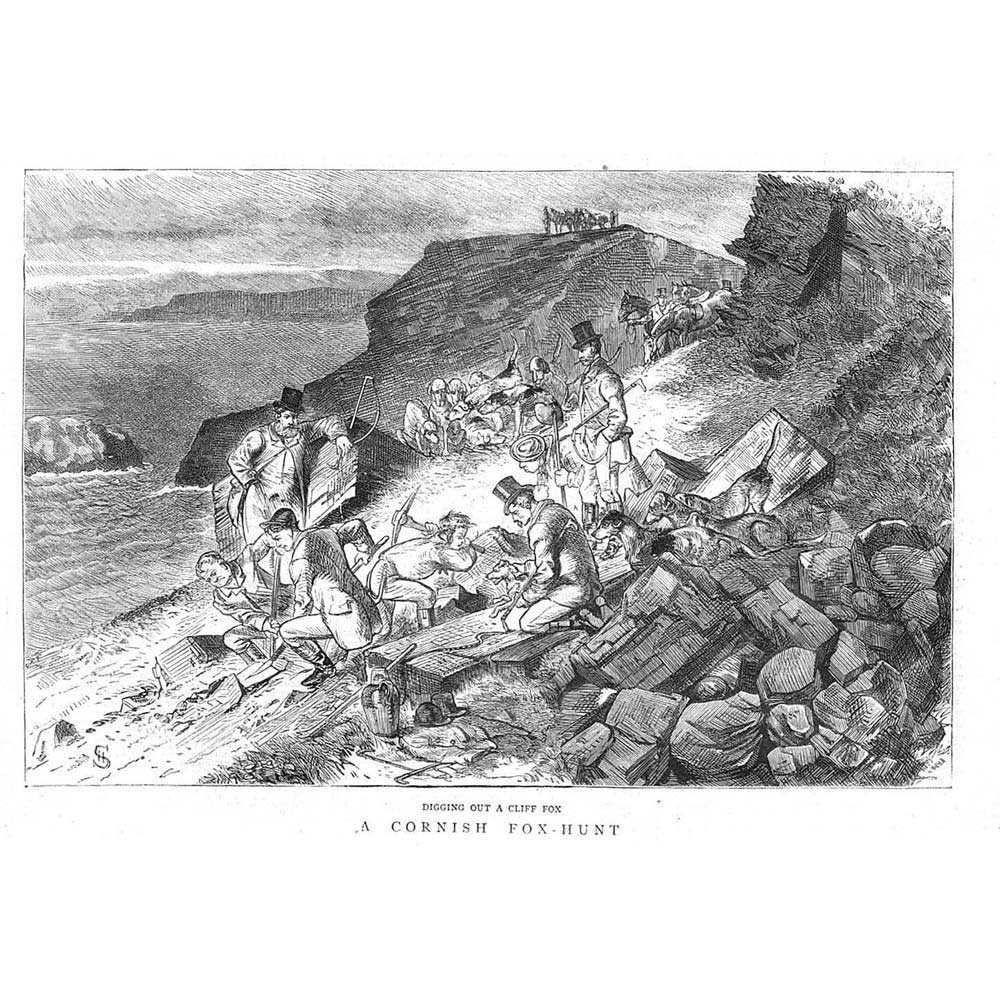 CORNWALL A Cornish Fox Hunt Digging out a Cliff Fox - Antique Print 1883 | eBay