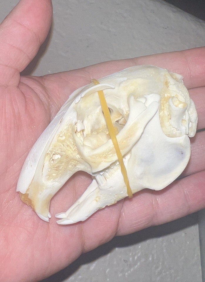 Real Rabbit Skull Craft Grade, Cleaned | eBay