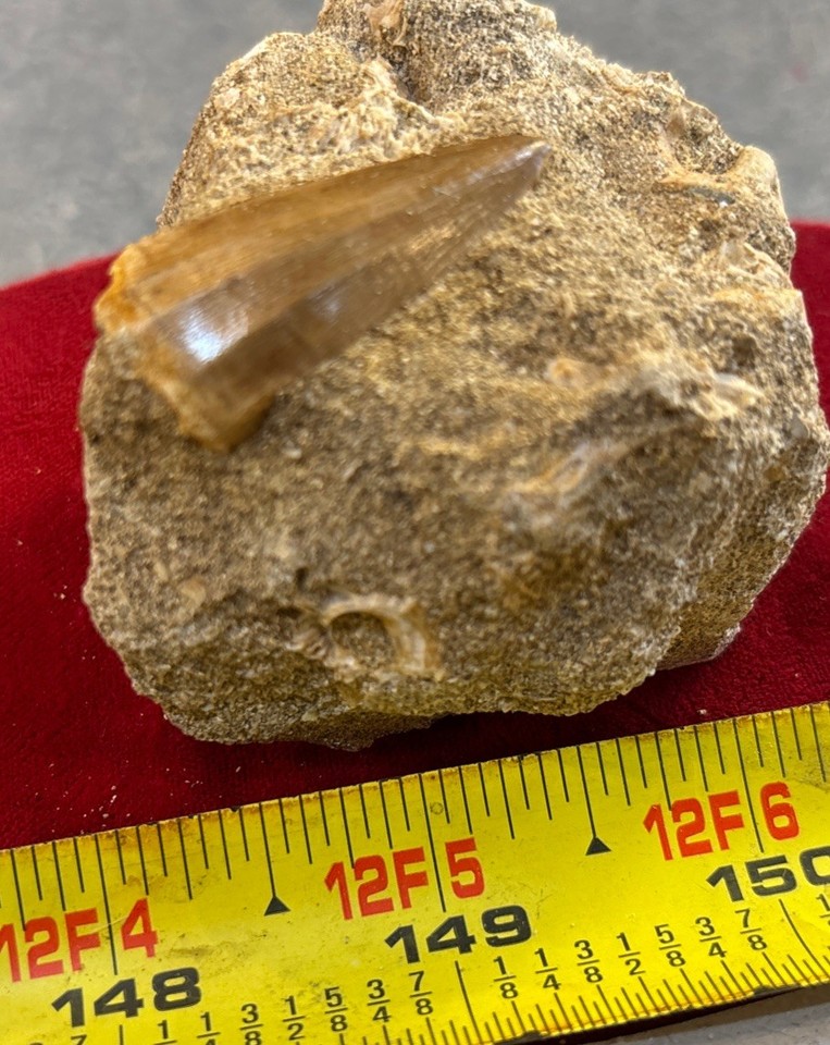 Mosasaurus tooth in Matrix Excellent condition. | eBay