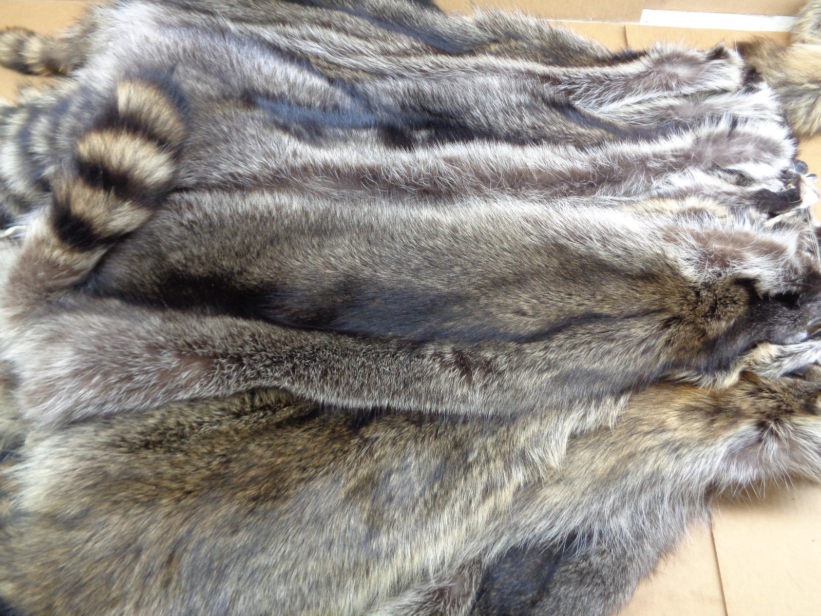 Professionally Tanned Slt Damage XXXL Raccoon/Coon Hides/Furs/Taxidermy ...