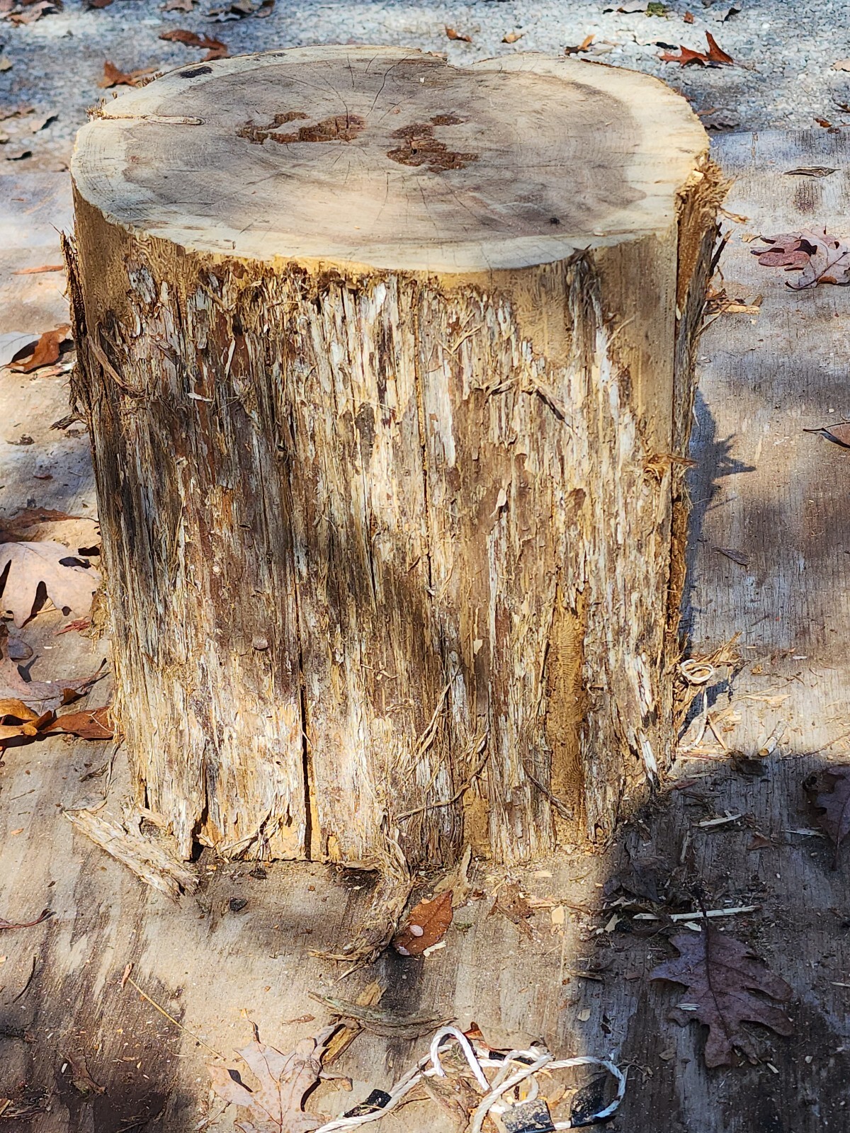 2 Red Cedar Logs Your Choice 8" - 10"- 12"- 14" Length Crafts Table Leg ...