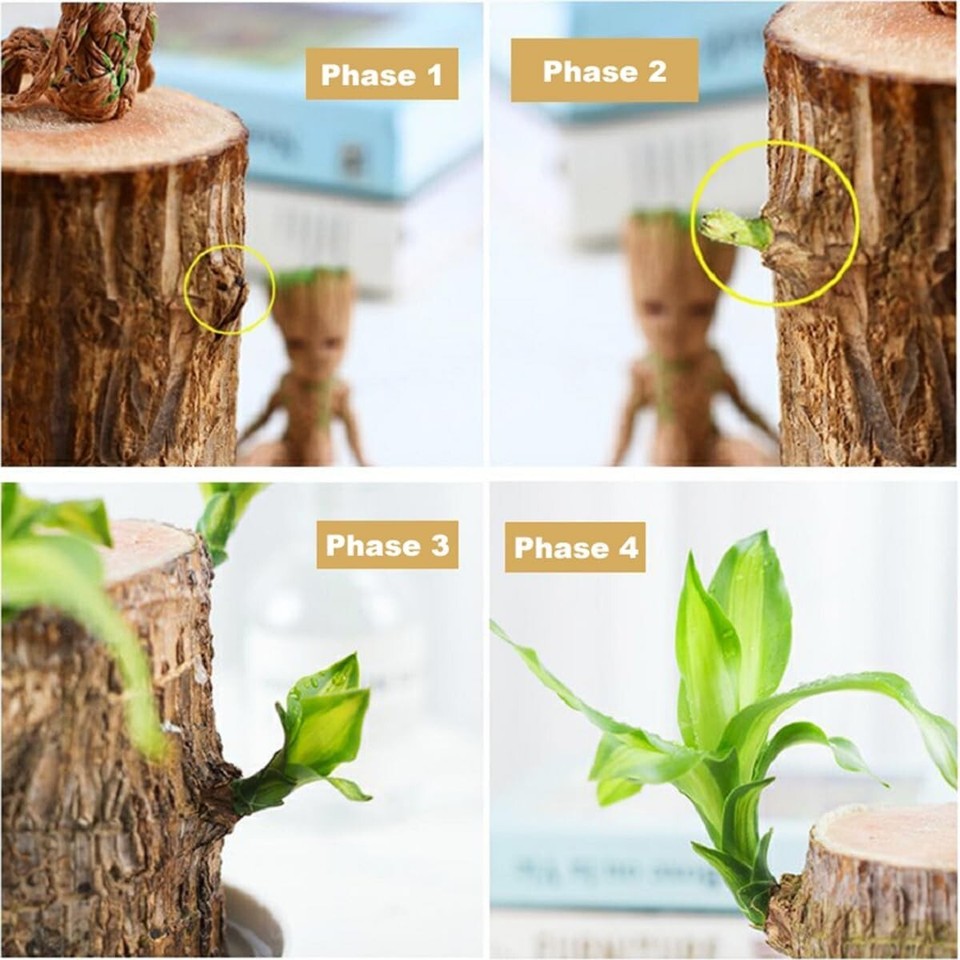 Brazilian Wood plant, Indoor Office Desktop Plant, mini Brazil Lucky ...
