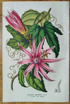 Passionflower Tacsonia + Van Houtte Flore de Serres Original Print ...
