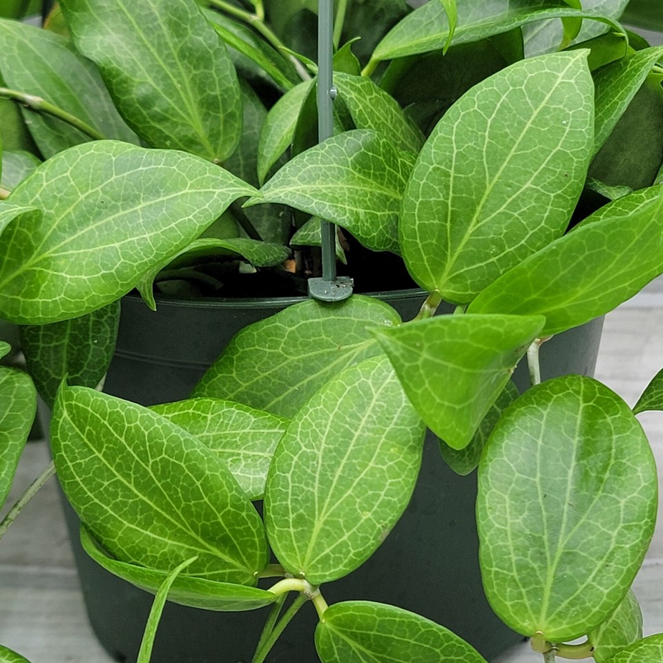 Hoya fitchii – Rare Veined Wax Plant | Live Vining Plant in 3” Pot | | eBay