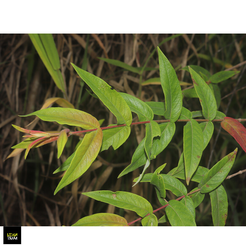 Rare Woodfordia Fruticosa / Fire Flame Bush / Red Bell Bush Dry Flowers ...