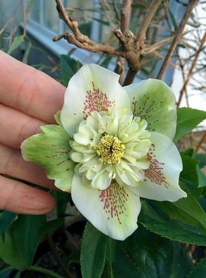 Hellebore Imported Flower Bulbs For Home Gardening, Pack Of 2 Bulbs ...