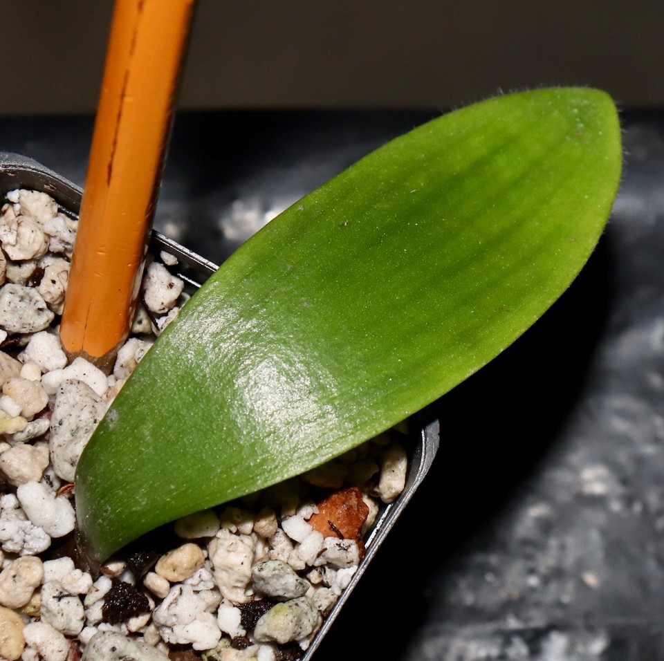Haemanthus carneus Odd growing season, succulent leaves | eBay