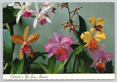 Postcard Orchids Hawaii NH1 | eBay
