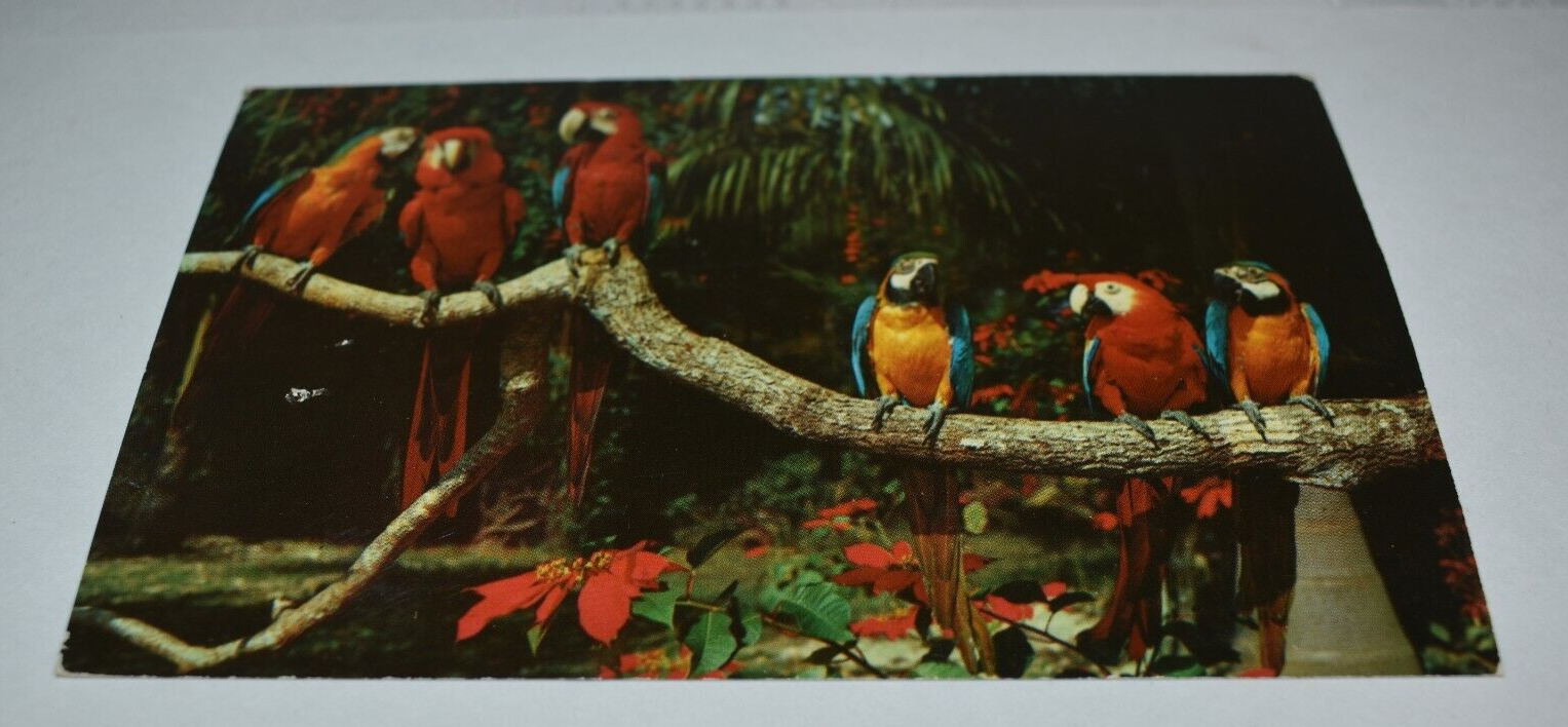 Parrot Life Parrot Jungle Florida Advertising Postcard U S Color Print ...
