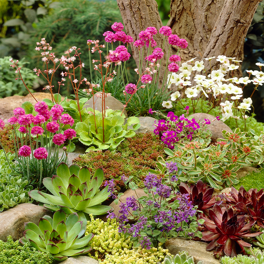 Ideas Rockery Plants