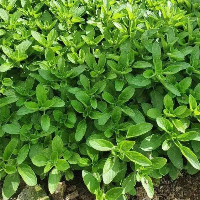 100Pcs Oregano Seeds | Attracts Butterflies, Aromatic - Herbs Seeds ...