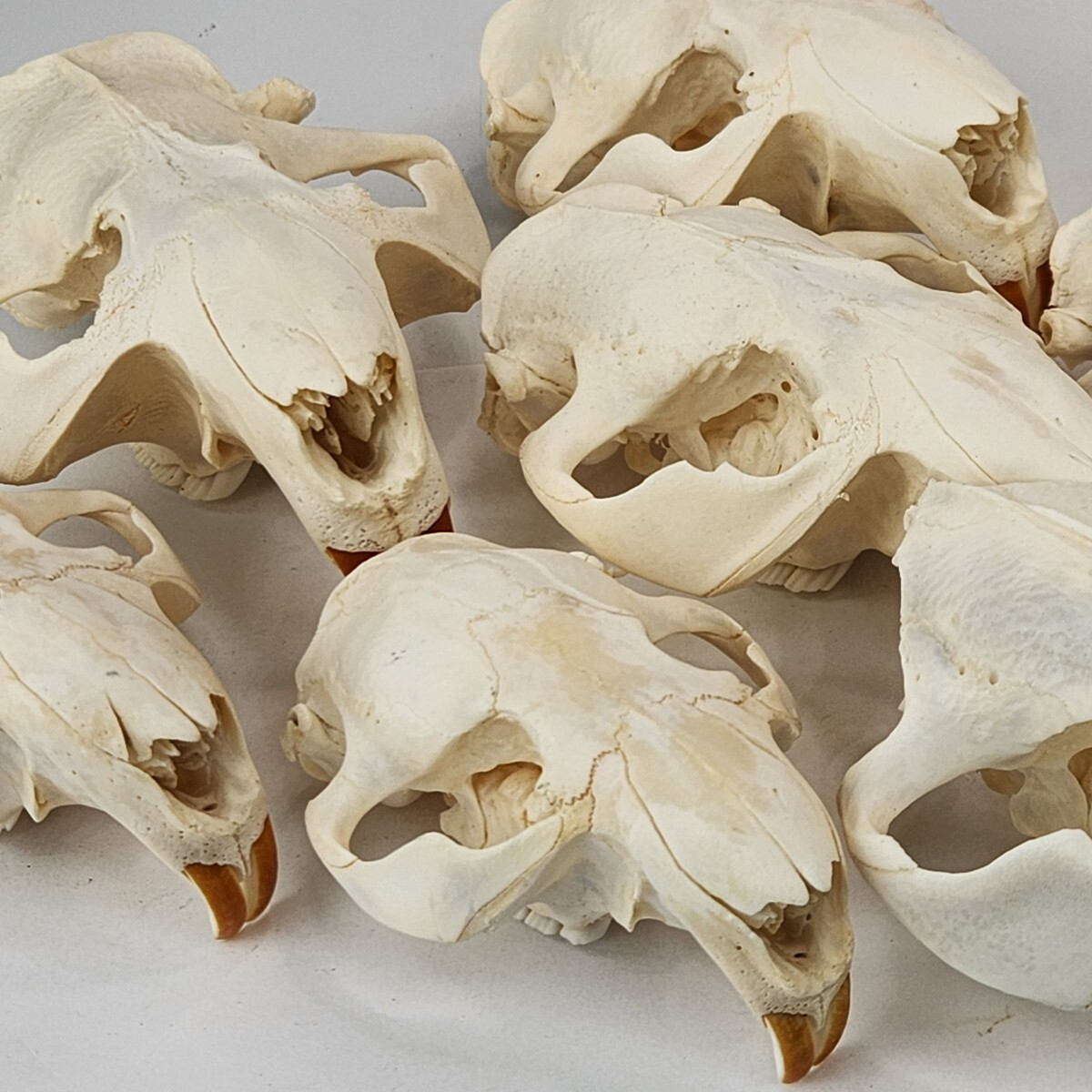 Beaver Skull Anatomy Beaver Skull Specimen Real Animal Bones 1:1
