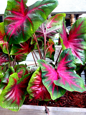 Red Flash Caladium Bulbs for Planting - 6 BULBS direct from Florida ...