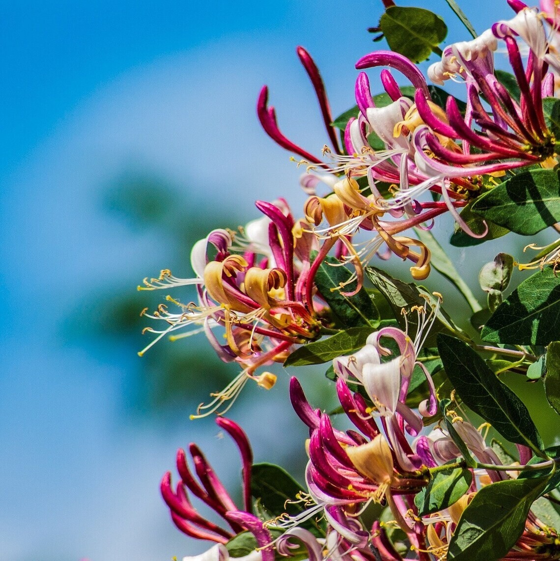 Japanese Honeysuckle Live Plant Fragrant Flowers Purple Leaves 2" Pot ...